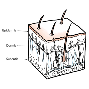 De huid: meer dan een omhulsel | Gezondheidsnet