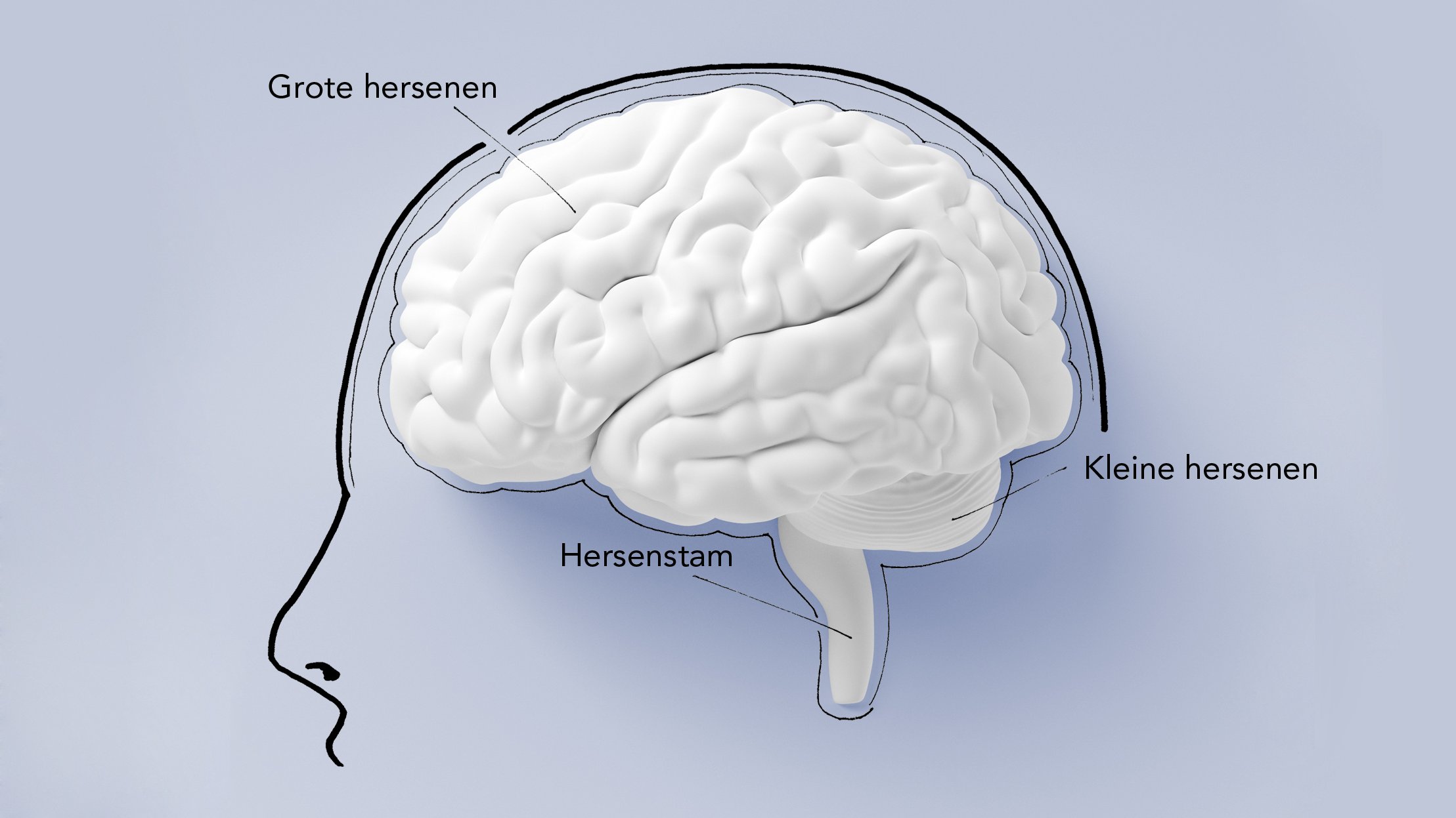 Onze bovenkamer: de hersenen | Gezondheidsnet