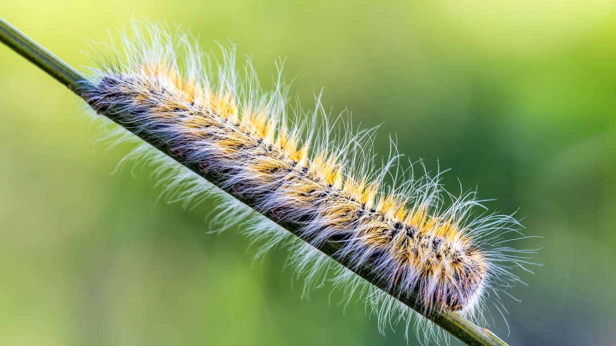 De dennenprocessierups: extra haren, meer jeuk? | Gezondheidsnet