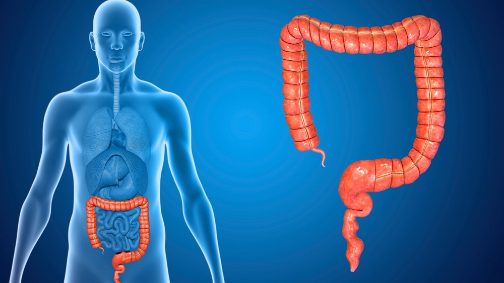 Dikke darm | Gezondheidsnet
