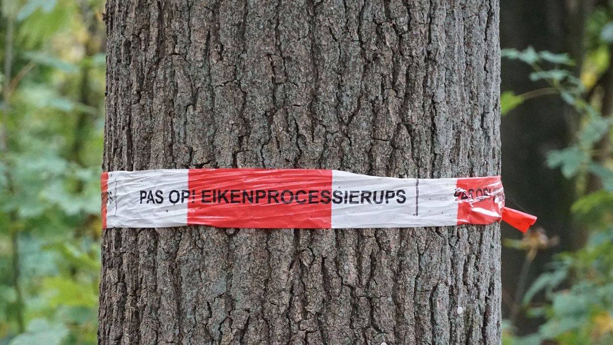 Overlast eikenprocessierups in aantocht | Gezondheidsnet