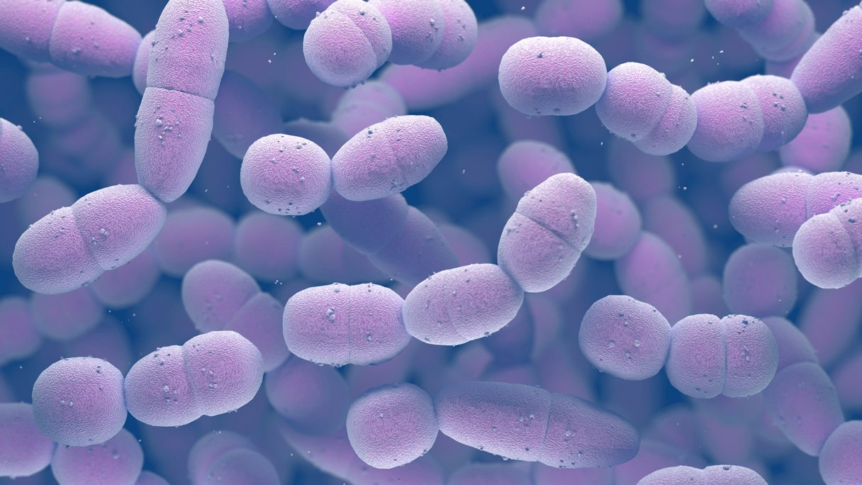 Wat is de pneumokokkenziekte? | Gezondheidsnet