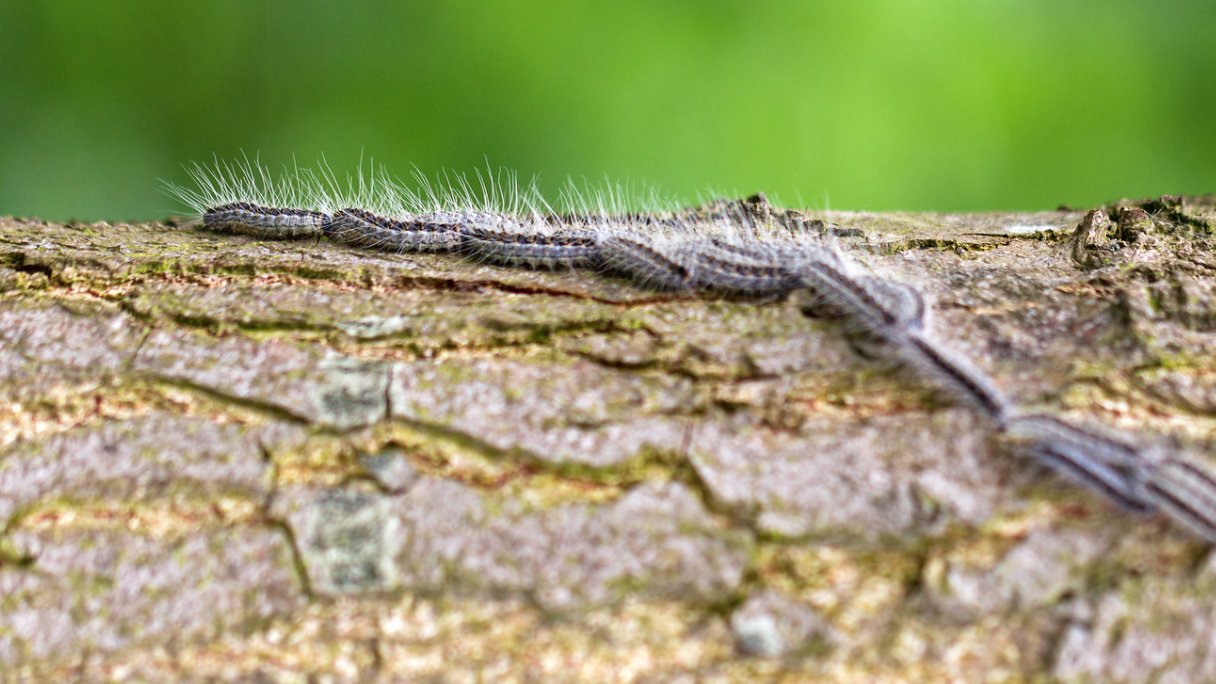 Eikenprocessierups komt in meer gemeenten voor | Gezondheidsnet