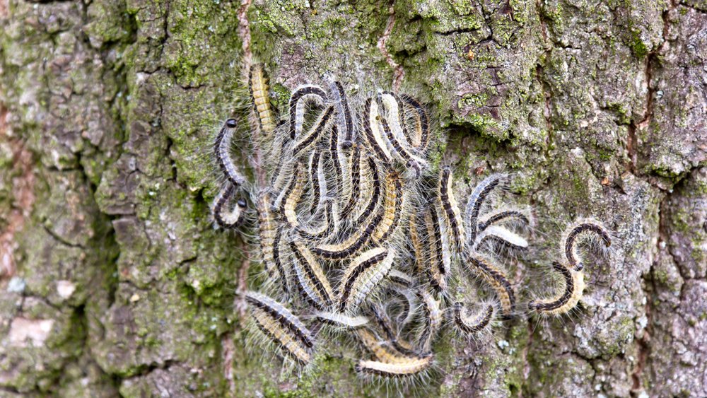 Eikenprocessierups: voorkom klachten | Gezondheidsnet