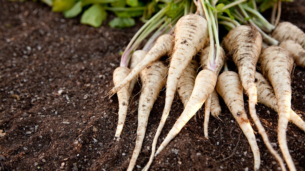 Revival van de knol | Gezondheidsnet